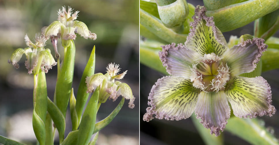 Ferraria ferrariola (Spider Iris) - World of Flowering Plants