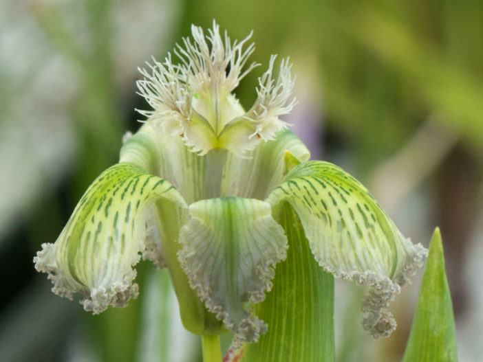 Ferraria ferrariola (Spider Iris) - World of Flowering Plants