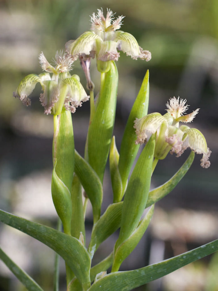 Ferraria ferrariola (Spider Iris) - World of Flowering Plants
