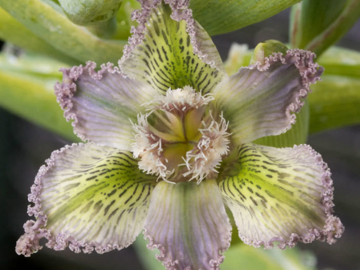 Ferraria ferrariola (Spider Iris) - World of Flowering Plants