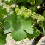Vitis vinifera (Common Grape Vine) - World of Flowering Plants