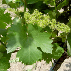 Vitis vinifera (Common Grape Vine) - World of Flowering Plants