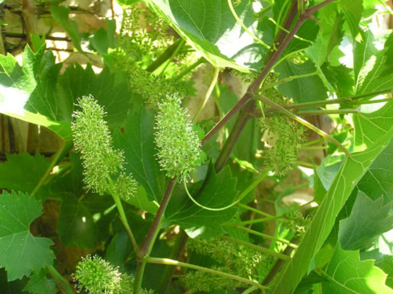 Vitis vinifera (Common Grape Vine) - World of Flowering Plants