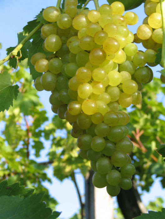 Vitis vinifera (Common Grape Vine) - World of Flowering Plants