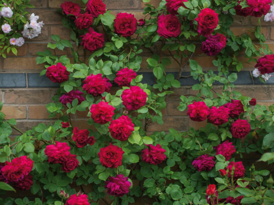 All About Climbing Roses - World of Flowering Plants