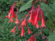 Fuchsia triphylla - World of Flowering Plants