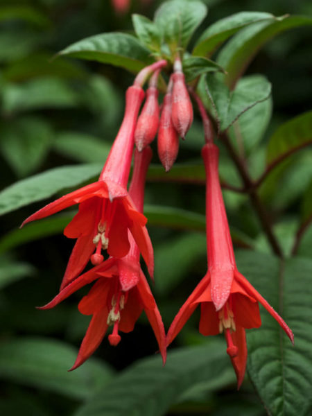Fuchsia triphylla - World of Flowering Plants