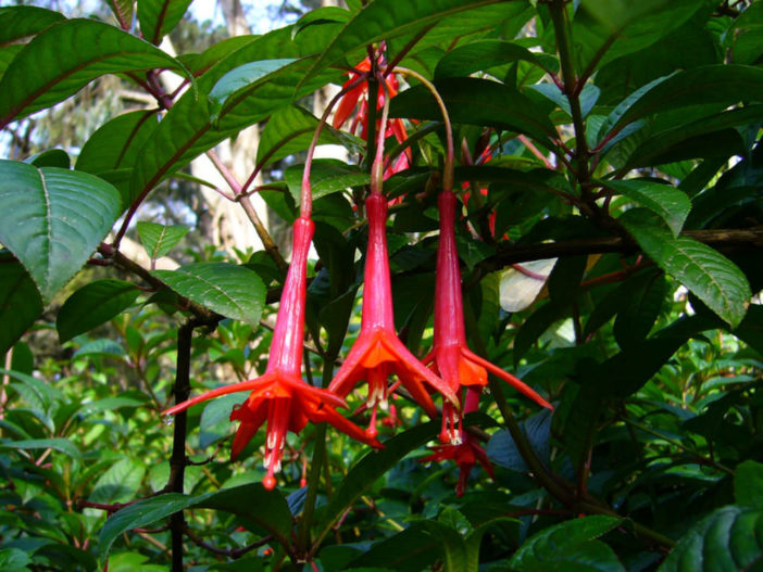 Fuchsia triphylla - World of Flowering Plants