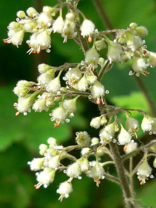 Heuchera maxima (Island Alum Root) - World of Flowering Plants