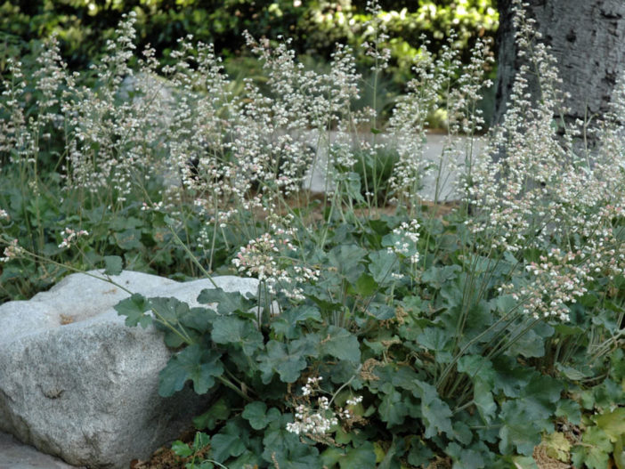 Heuchera maxima (Island Alum Root) - World of Flowering Plants