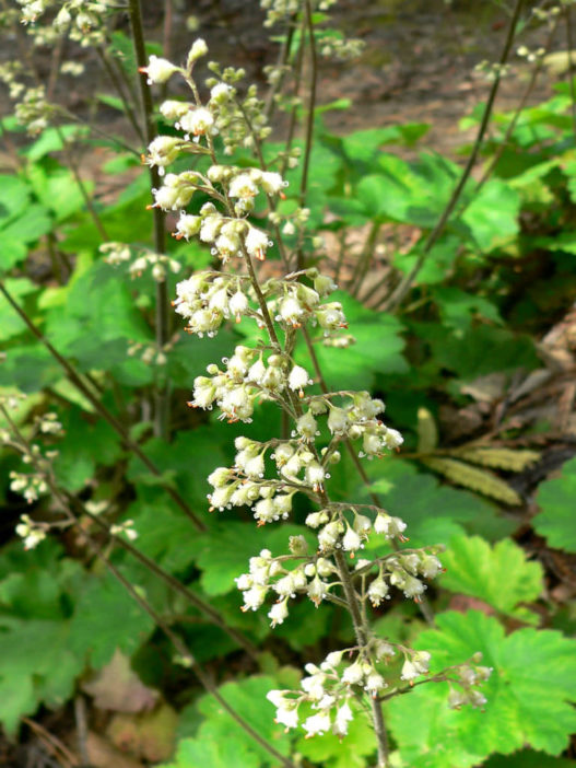 Heuchera maxima (Island Alum Root) - World of Flowering Plants