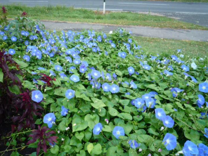 Ipomoea tricolor (Morning Glory) - World of Flowering Plants
