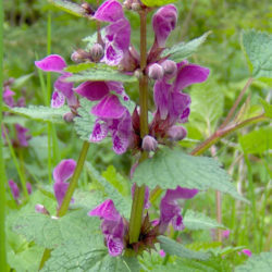 Lamium maculatum (Spotted Dead Nettle) - World of Flowering Plants