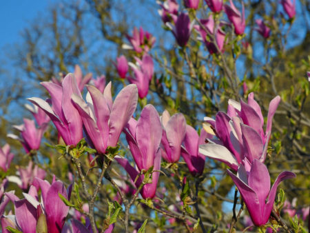 Magnolia liliiflora (Lily Magnolia) - World of Flowering Plants