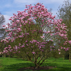 Magnolia liliiflora (Lily Magnolia) - World of Flowering Plants