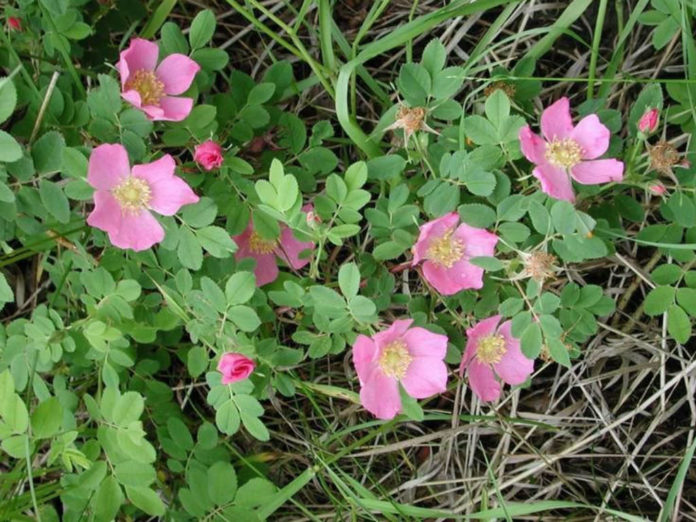 Rosa acicularis (Prickly Wild Rose) - World of Flowering Plants