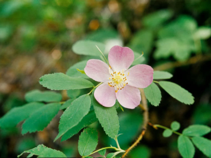Rosa acicularis (Prickly Wild Rose) - World of Flowering Plants