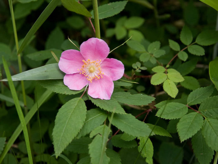 Rosa acicularis (Prickly Wild Rose) - World of Flowering Plants