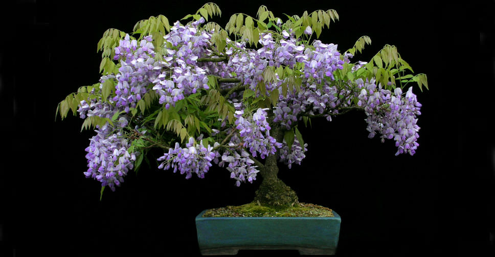 Wisteria sinensis (Chinese Wisteria) - World of Flowering Plants