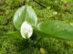 Calla palustris (Water Arum) - World of Flowering Plants