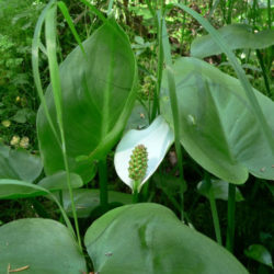 Calla palustris (Water Arum) - World of Flowering Plants