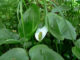 Calla palustris (Water Arum) - World of Flowering Plants