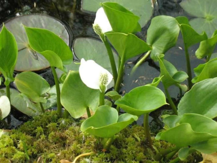 Calla palustris (Water Arum) - World of Flowering Plants