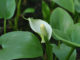 Calla palustris (Water Arum) - World of Flowering Plants