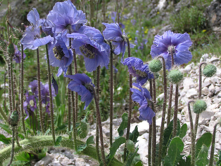 Meconopsis horridula (Prickly Blue Poppy) - World of Flowering Plants
