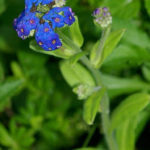 Myosotis azorica (Azorean Forget-me-not) - World of Flowering Plants