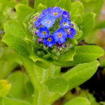 Myosotis azorica (Azorean Forget-me-not) - World of Flowering Plants