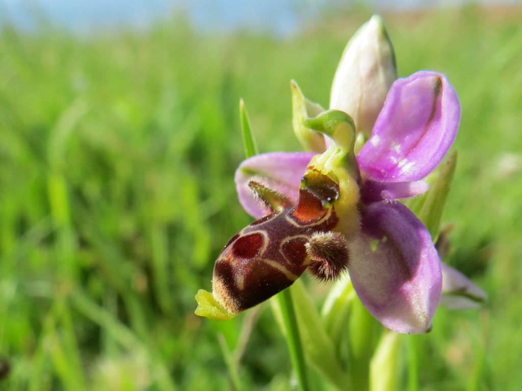 Ophrys scolopax (Woodcock Bee-orchid) - World of Flowering Plants