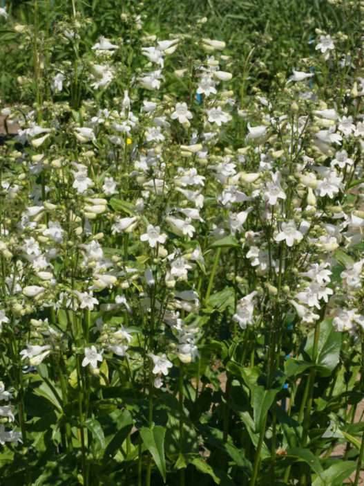 Penstemon digitalis (Foxglove Beardtongue) - World of Flowering Plants