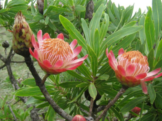 Protea caffra (Sugar Bush) - World of Flowering Plants