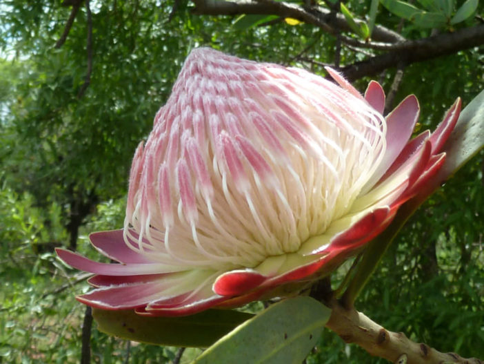 Protea caffra (Sugar Bush) - World of Flowering Plants
