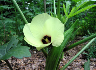 Ochro | World of Flowering Plants