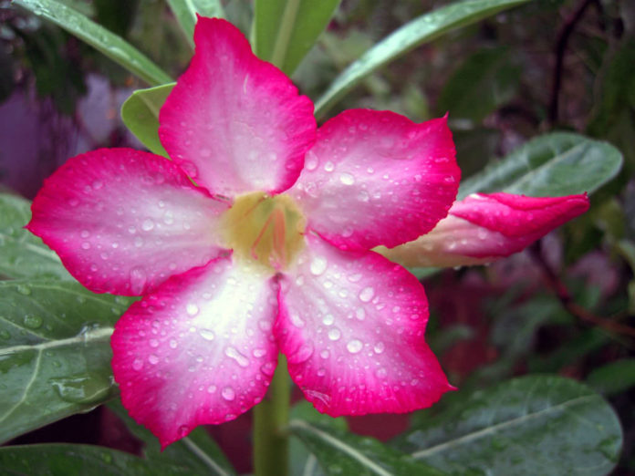 Adenium obesum (Desert Rose) - World of Flowering Plants