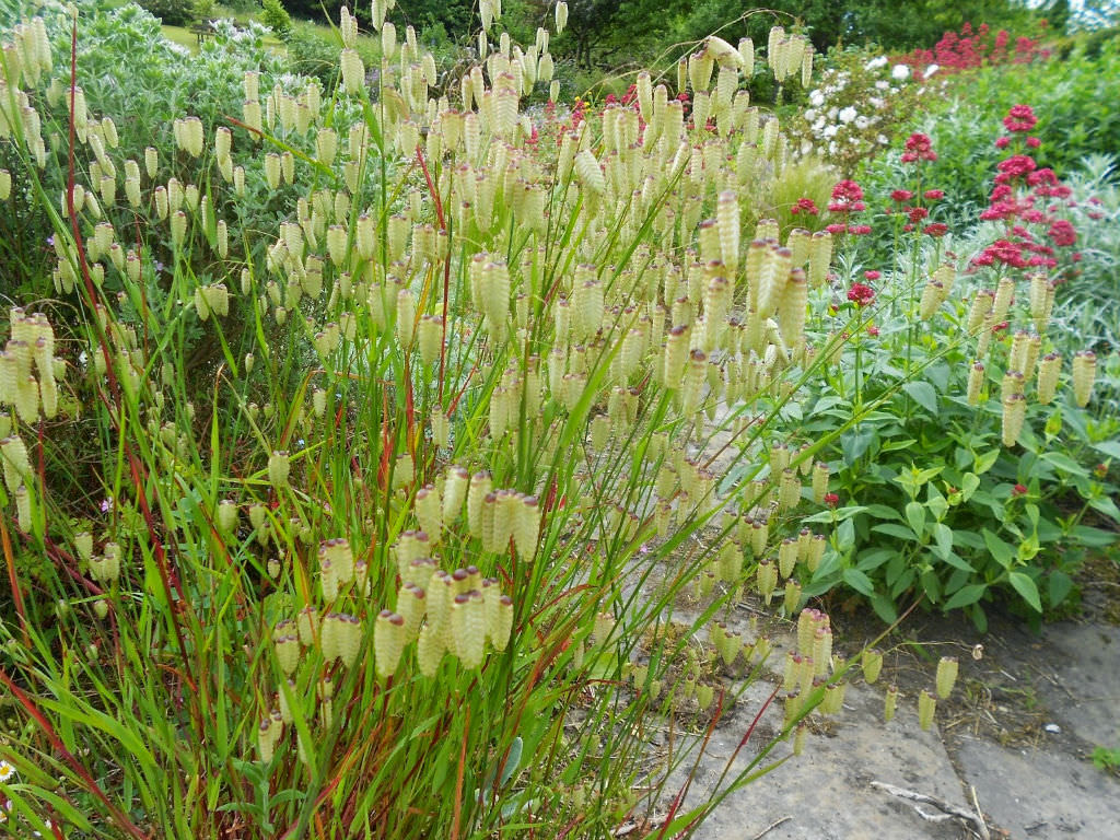 How to Grow and Care for Quaking Grass (Briza) - World of Flowering Plants