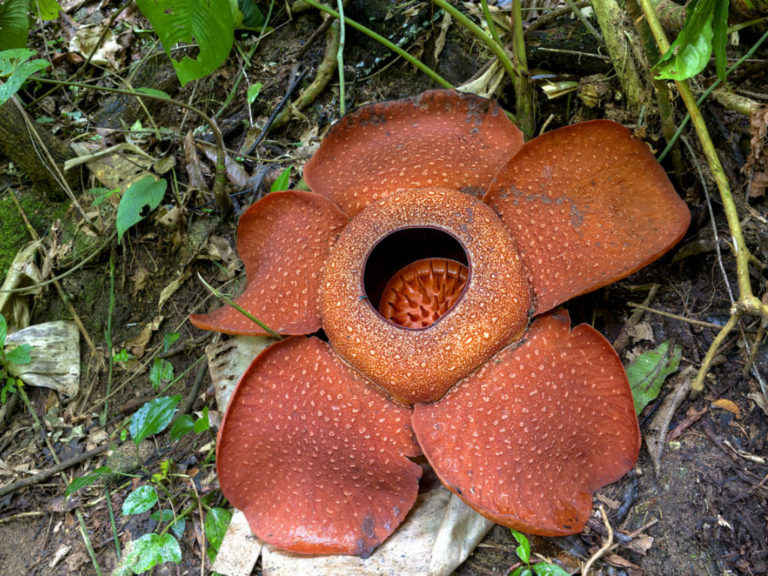 Rafflesia kerrii - World of Flowering Plants