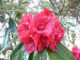 Rhododendron arboreum (Tree Rhododendron) - World of Flowering Plants