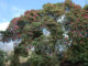 Rhododendron arboreum (Tree Rhododendron) - World of Flowering Plants