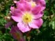 Rosa rubiginosa (Sweet Briar Rose) - World of Flowering Plants