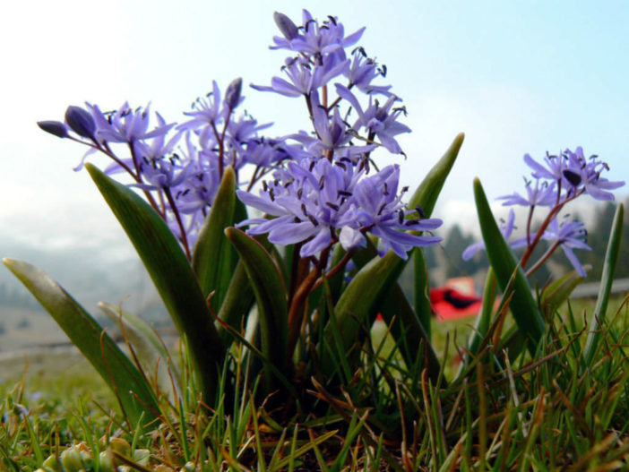 Scilla bifolia (Alpine Squill) - World of Flowering Plants