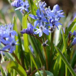 Scilla bifolia (Alpine Squill) - World of Flowering Plants
