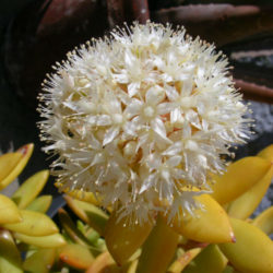 Sedum nussbaumerianum (Coppertone Stonecrop) - World of Flowering Plants