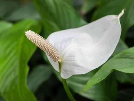 Spathiphyllum cochlearispathum (Cupido Peace Lily) - World of Flowering ...