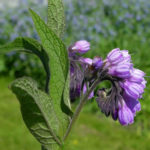 Symphytum asperum (Prickly Comfrey) - World of Flowering Plants