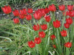 Tulipa orphanidea - World of Flowering Plants