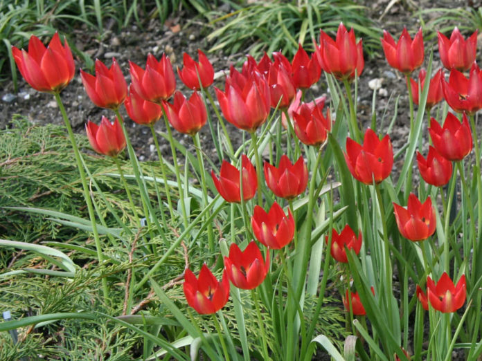 Tulipa orphanidea - World of Flowering Plants