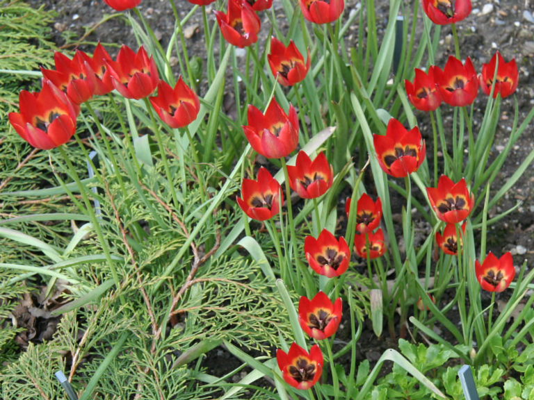 Tulipa orphanidea - World of Flowering Plants
